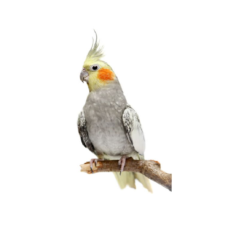 Hrana za papige nimfe 1 kg - Poljoprivredna zadruga PRVČA